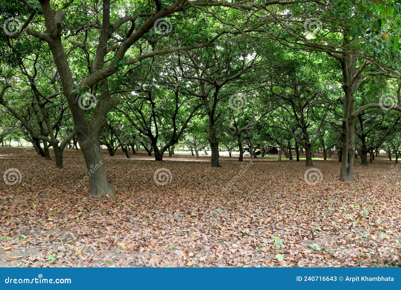 Sapodilla Chiku Chikoo Trees Farm Stock Image - Image of outside ...