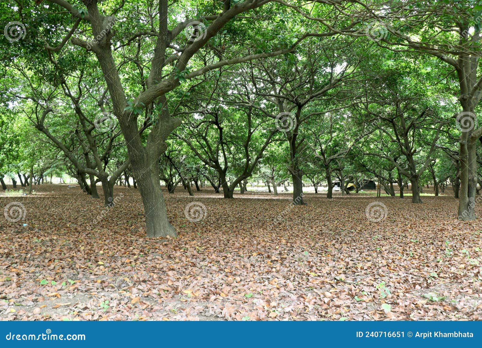 Sapodilla Chiku Chikoo Trees Farm Stock Image - Image of brown, natural ...