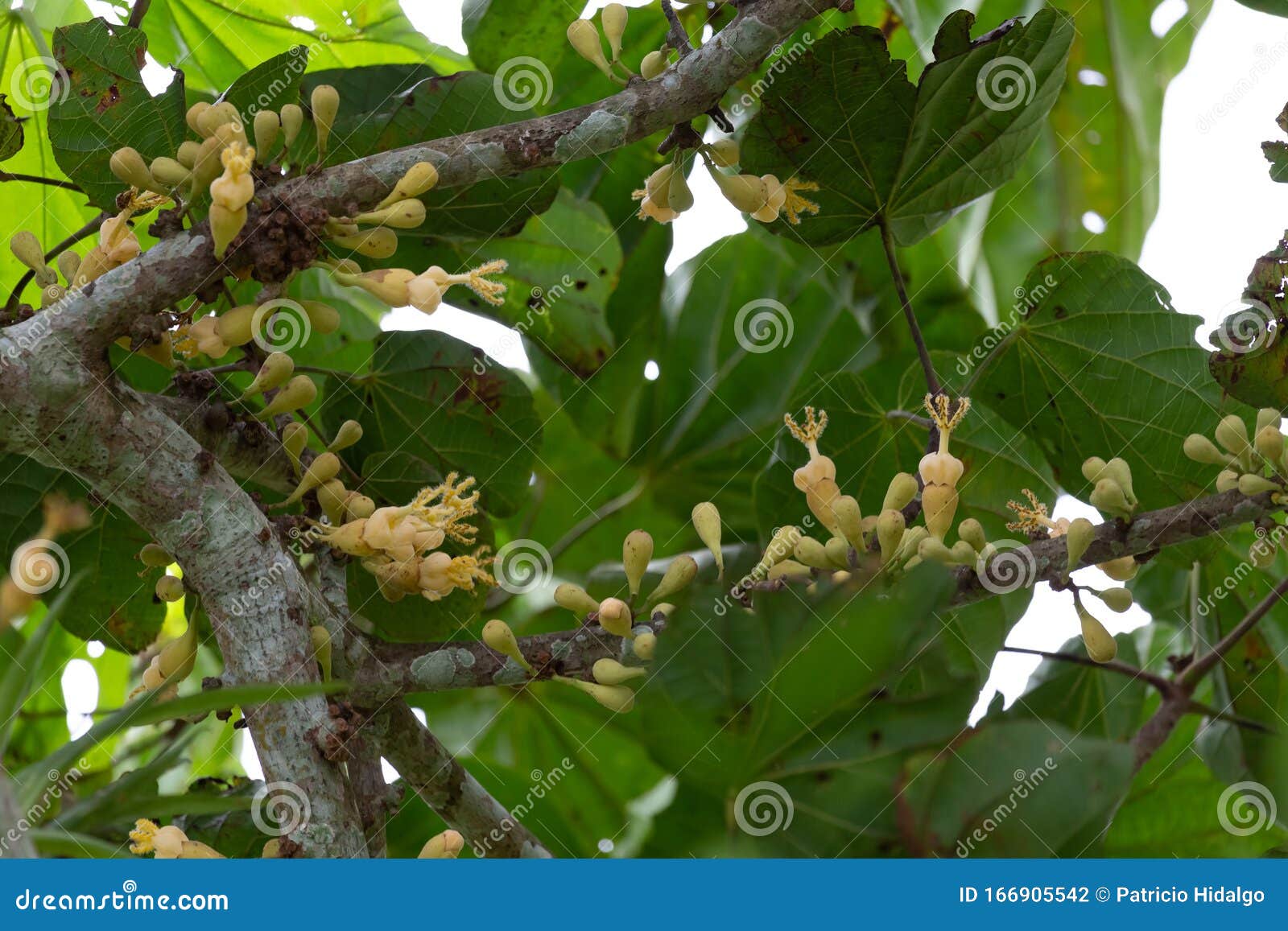 Sapodilla flower stock photo. Image of evergreen, nutrition - 166905542
