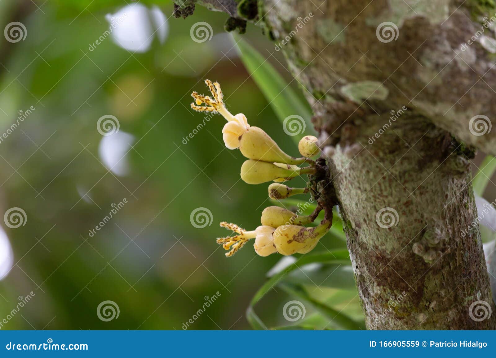 Sapodilla flower stock image. Image of juicy, dessert - 166905559