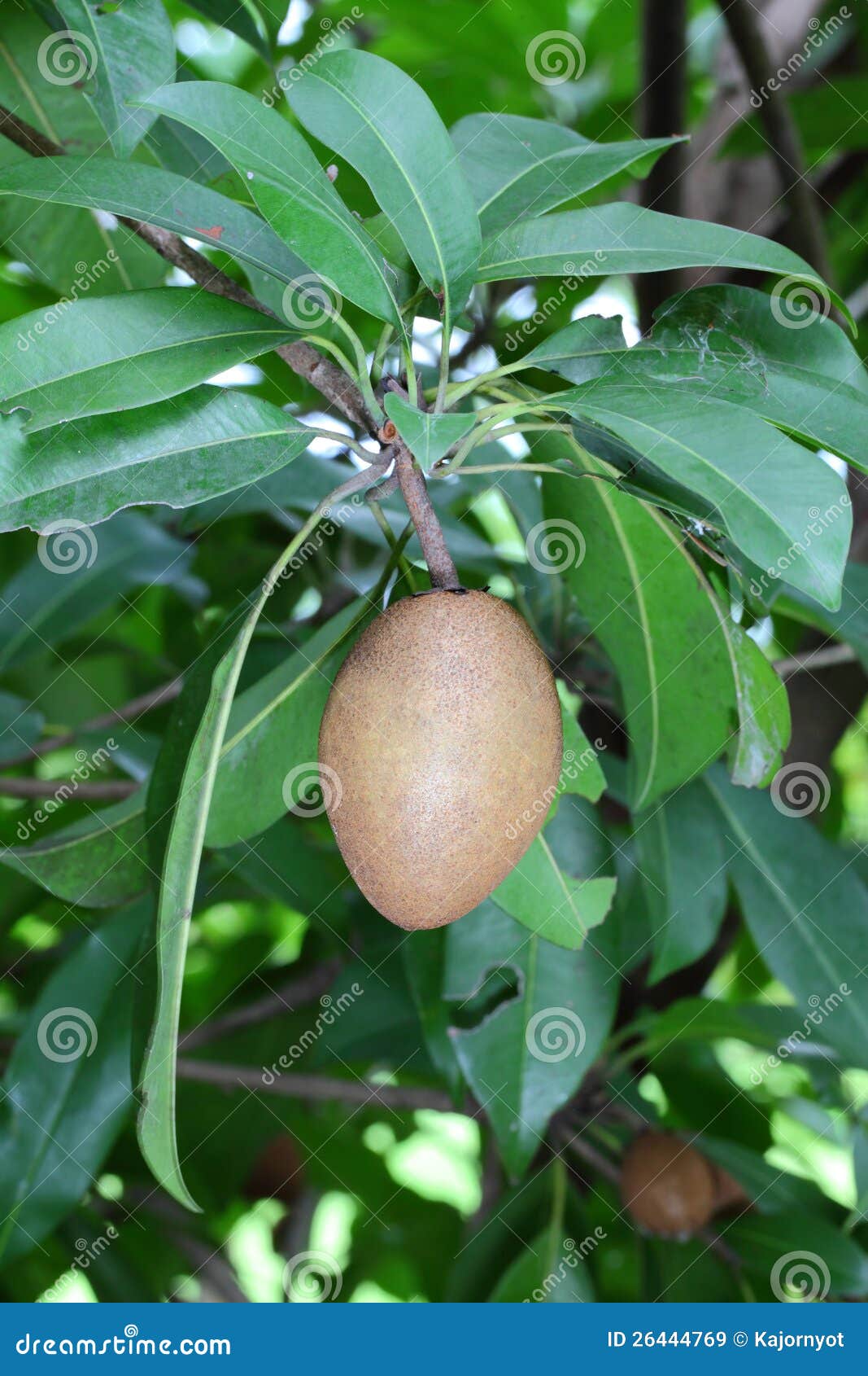 Sapodilla fruit stock image. Image of ripe, gourmet, south - 26444769
