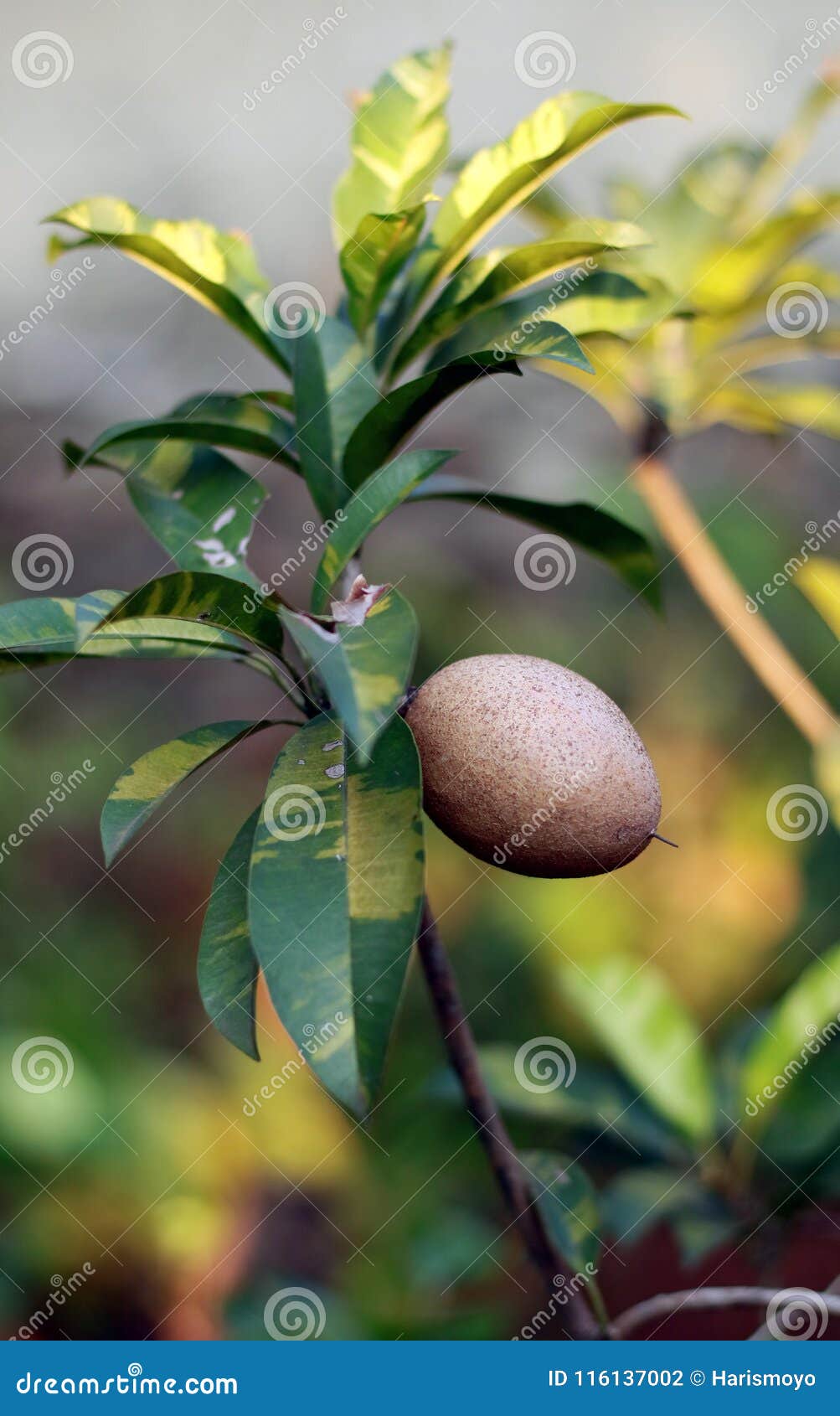 Sapodilla fruit on tree stock photo. Image of sapodilla - 116137002