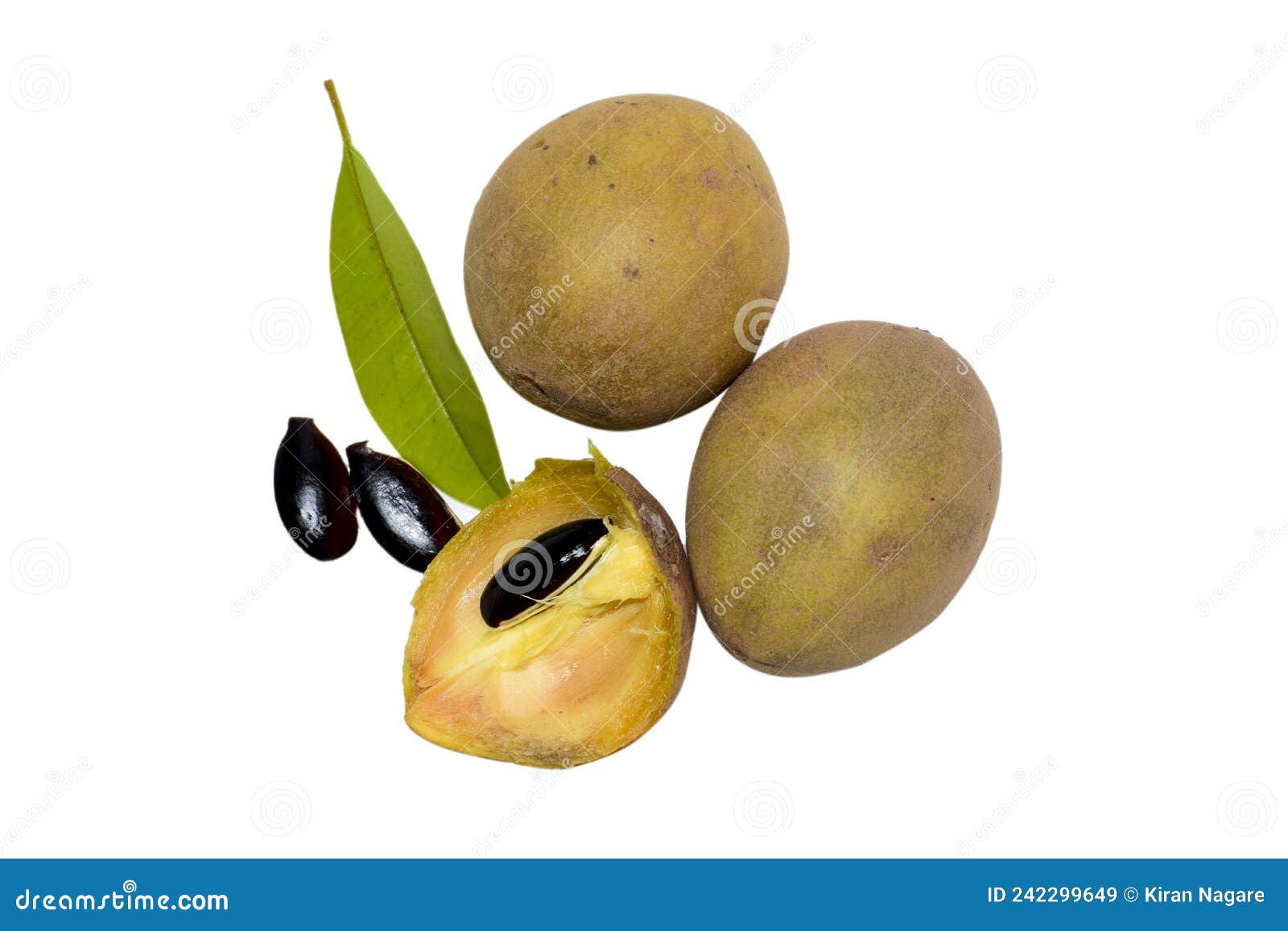 Chickoo fruit isolated. stock image. Image of plant - 242299649