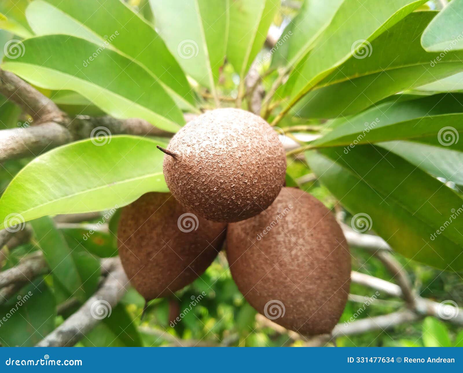 The Sapodilla Fruit is Not yet Ripe, Still on the Tree Stock Photo ...