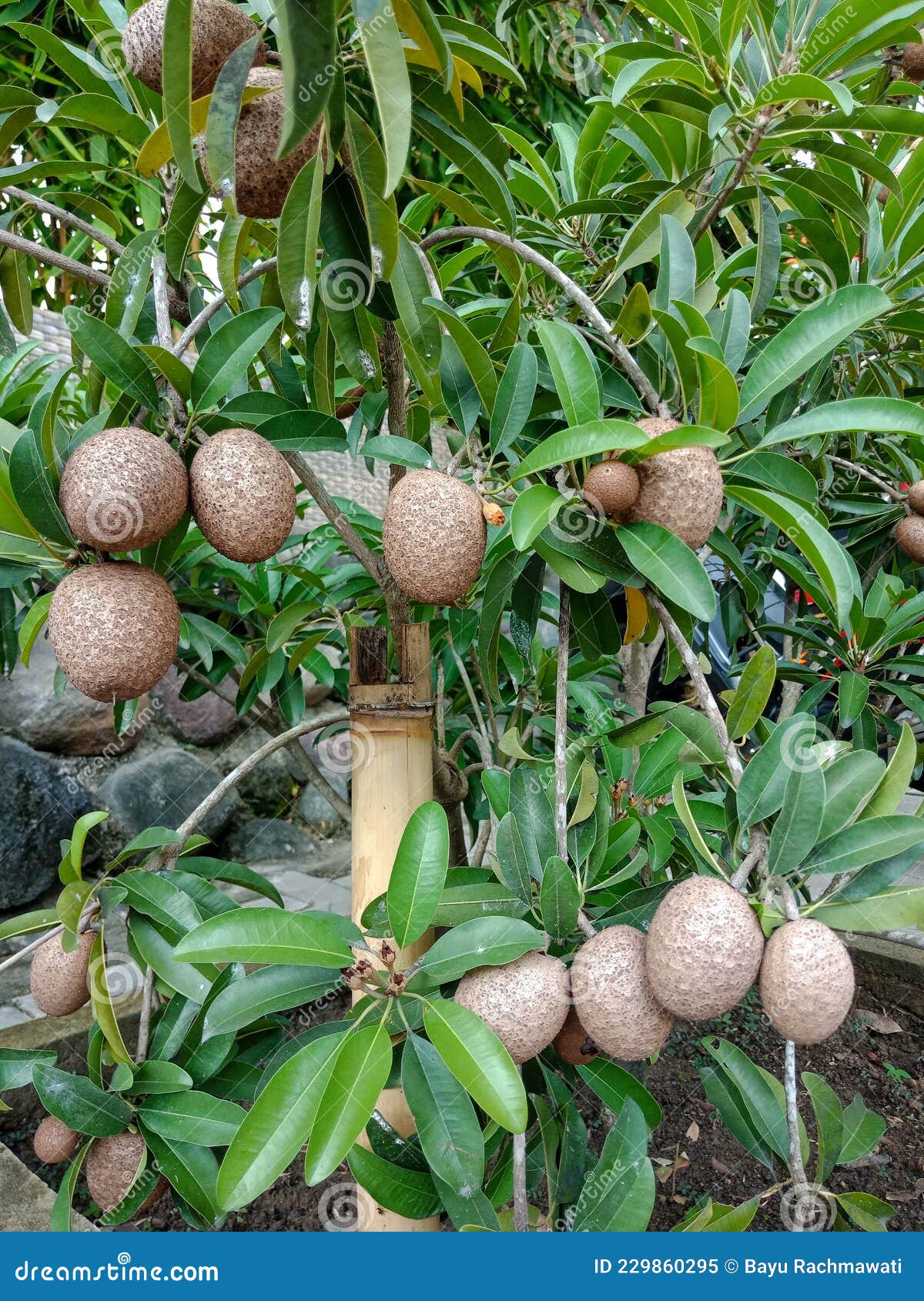 Sapodilla Fruit on the Tree Stock Image - Image of unripe, agriculture ...