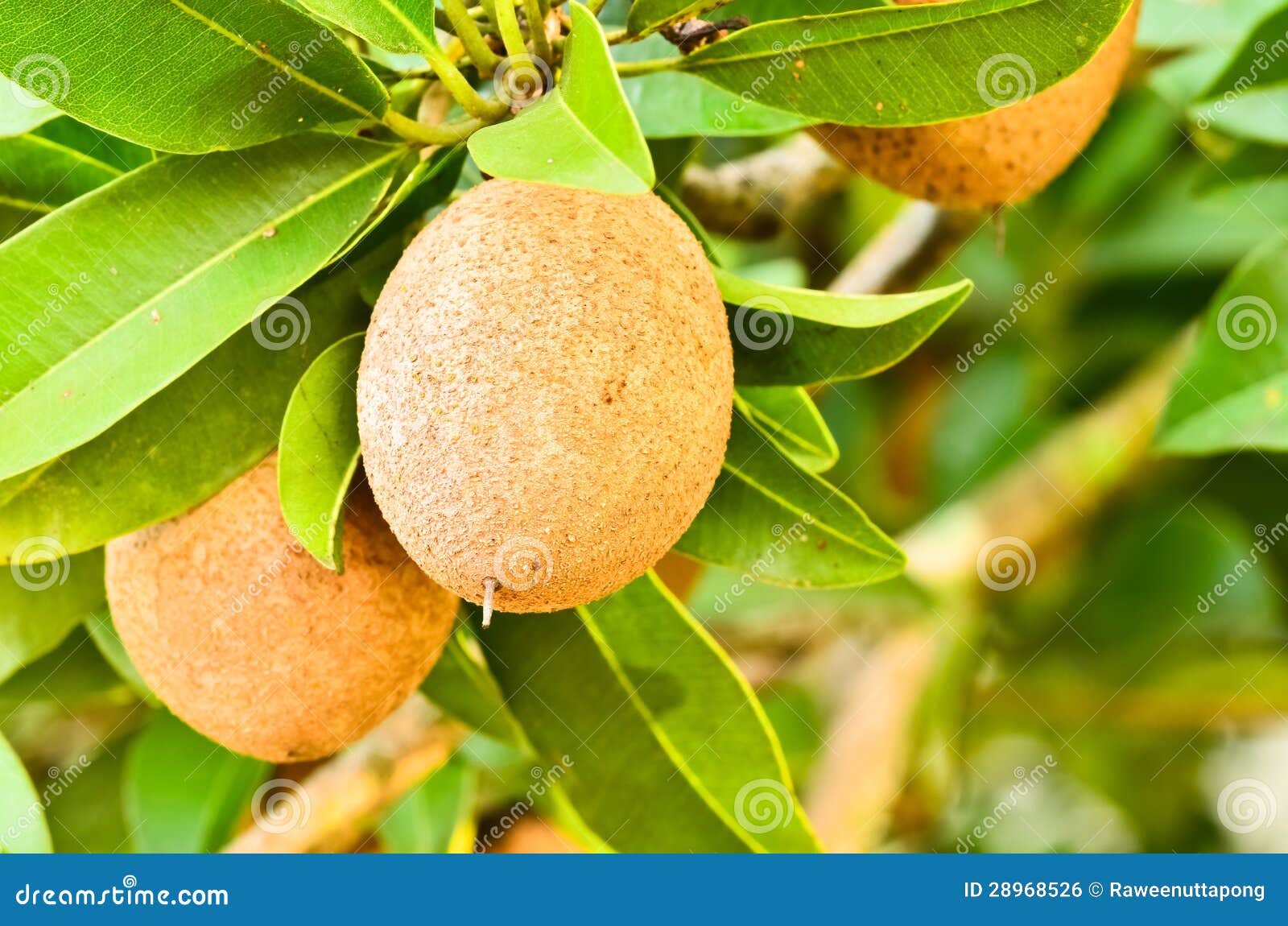 Sapodilla Fruit on the Tree Stock Photo - Image of food, healthy: 28968526