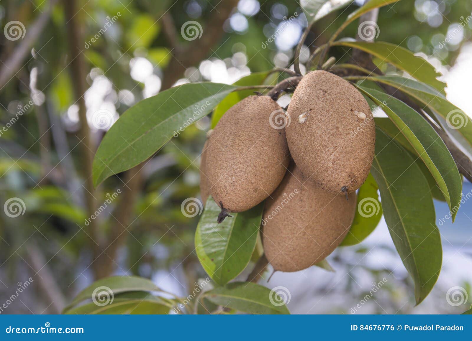 Sapodilla fruit on tree stock photo. Image of green, manilkara - 84676776