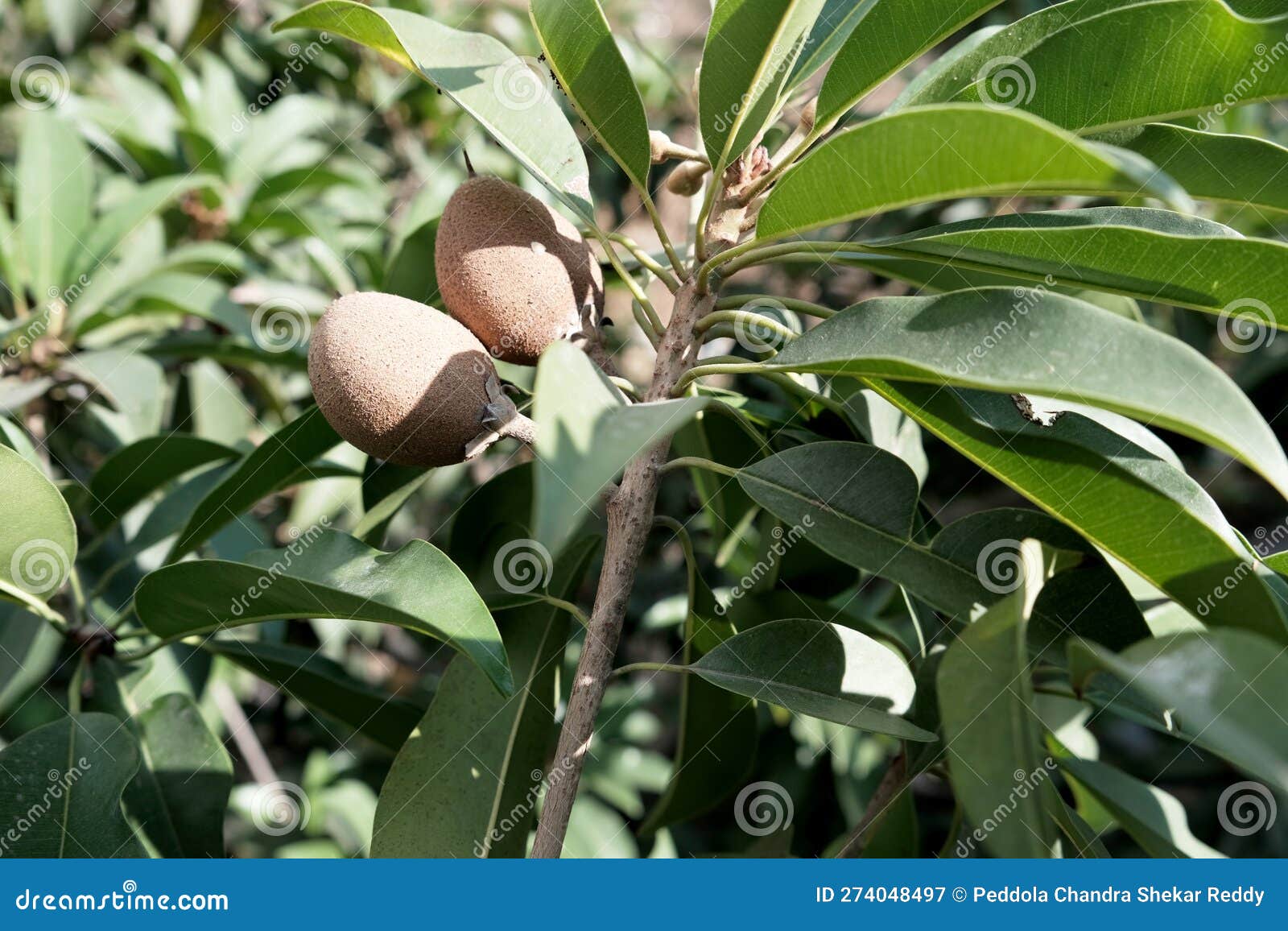 Sapodilla Fruit stock image. Image of evergreen, greenwood - 274048497