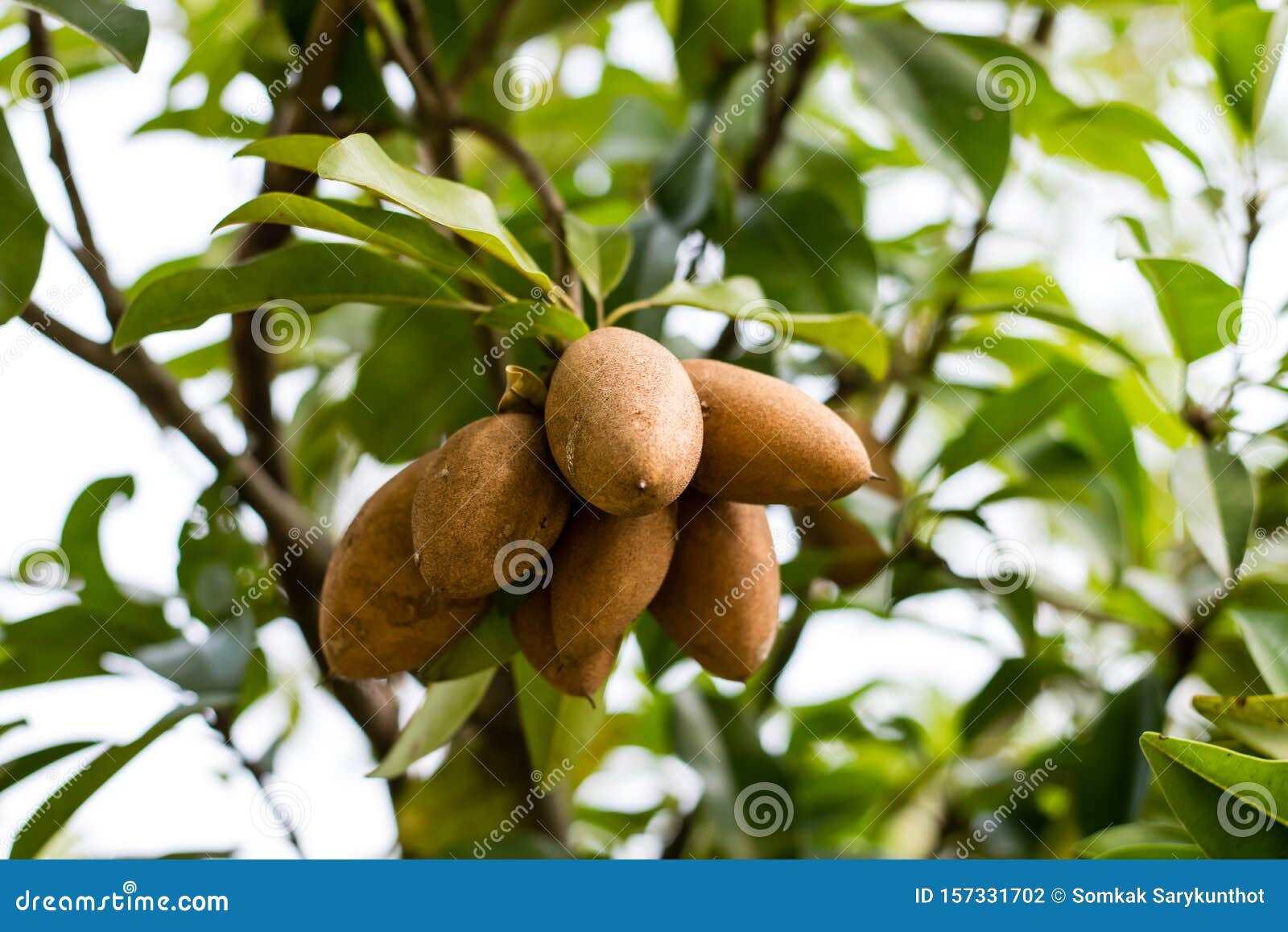 Sapodilla fruit on tree stock photo. Image of color - 157331702