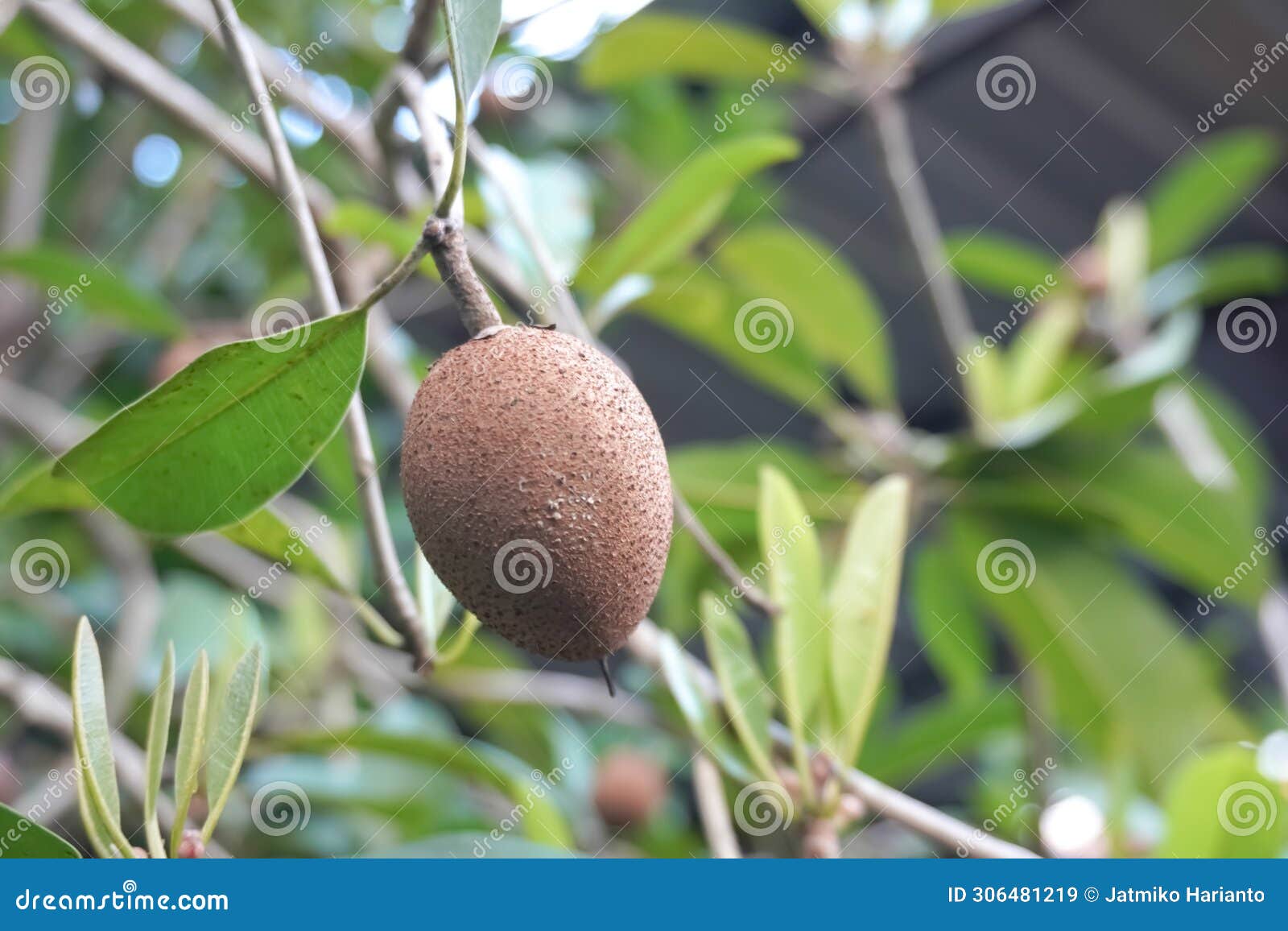 Sapodilla Fruit on Tree in the Garden, Indonesia. Stock Image - Image ...