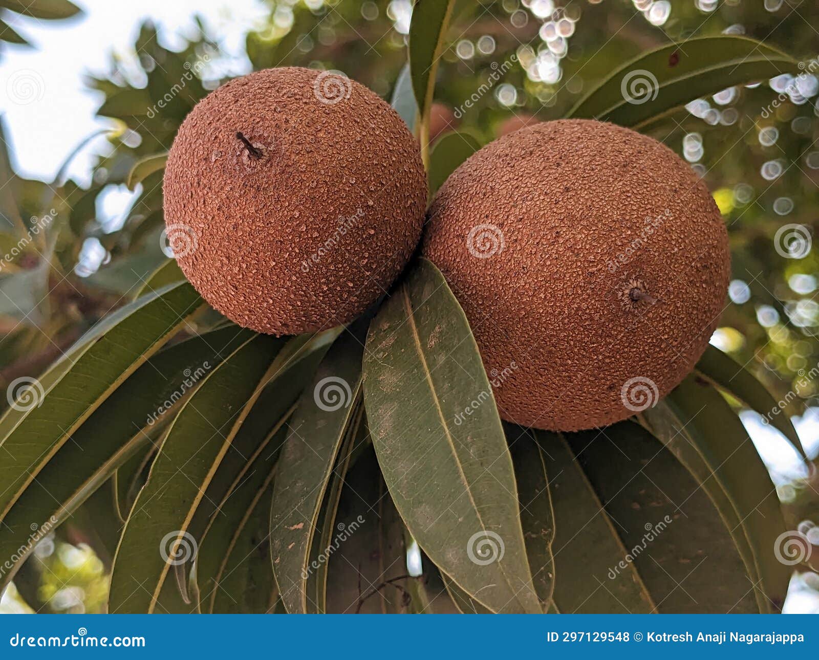 Sapodilla fruit on tree stock photo. Image of exotic - 297129548