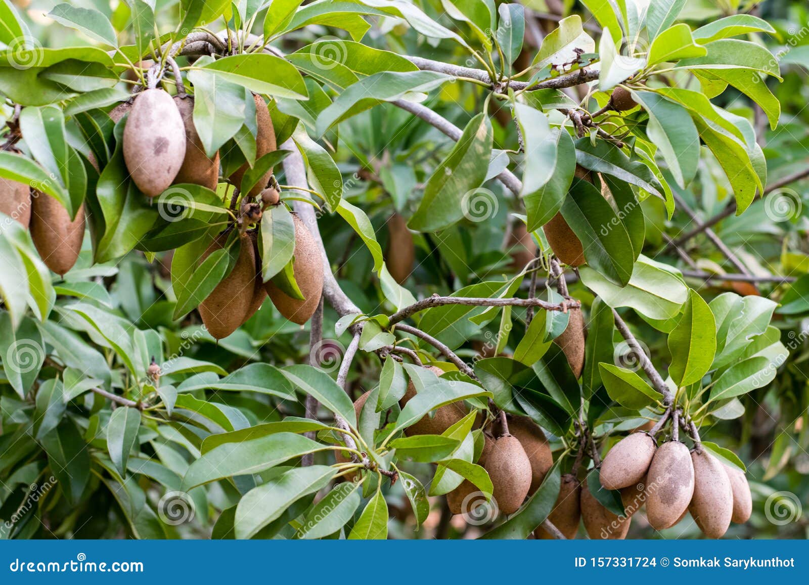 Sapodilla fruit on tree stock photo. Image of eating - 157331724