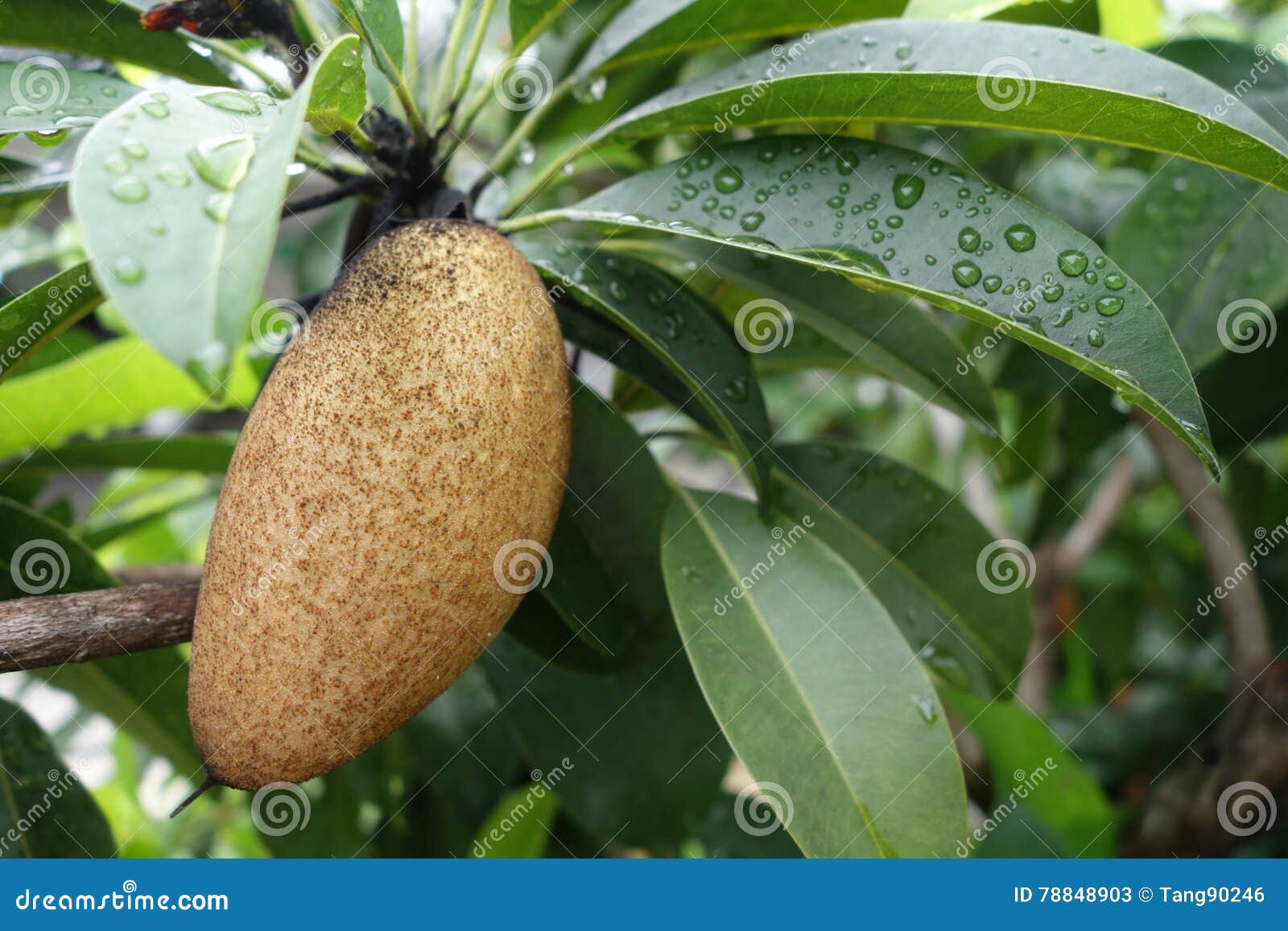 Sapodilla fruit on tree stock image. Image of mature - 78848903