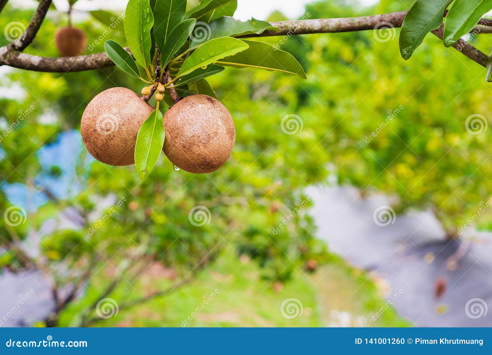 Sapodilla Fruit on Tree in Organic Garden Stock Photo - Image of ...