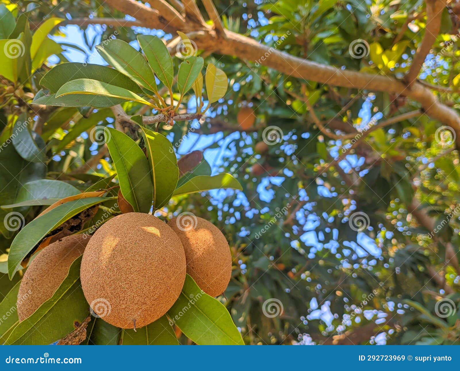 Sapodilla Fruit on a Tree in the Park. this is a Typical Tropical Fruit ...