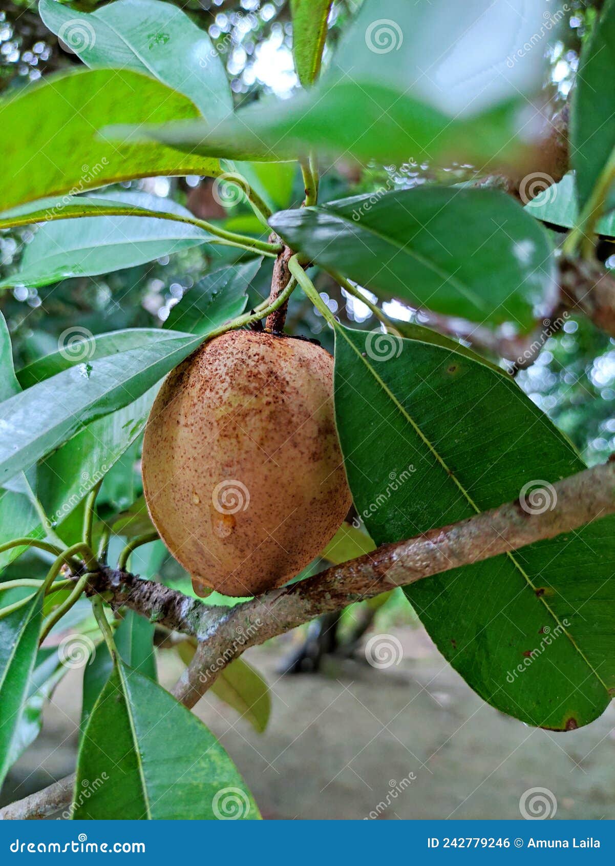 Sapodilla fruit tree stock photo. Image of flower, tree - 242779246