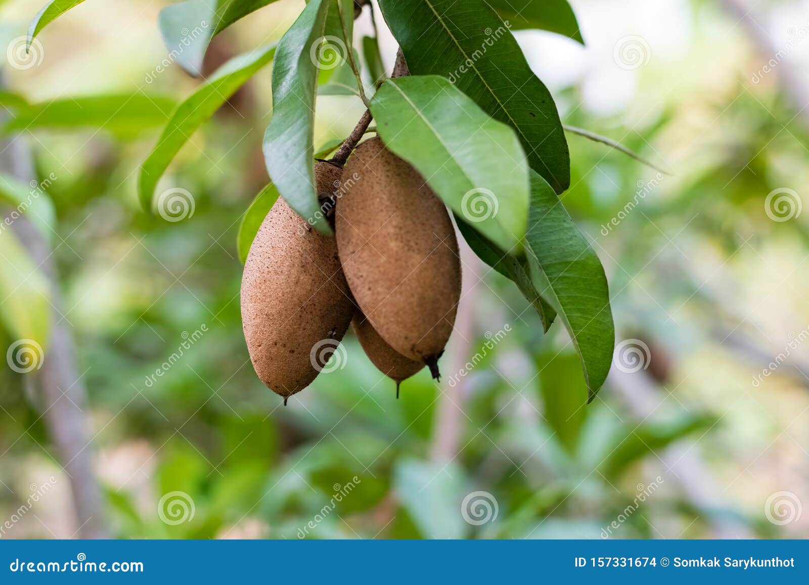 Sapodilla fruit on tree stock photo. Image of food, background - 157331674