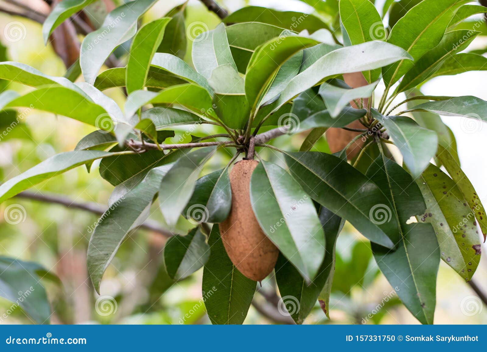 Sapodilla fruit on tree stock photo. Image of brown - 157331750
