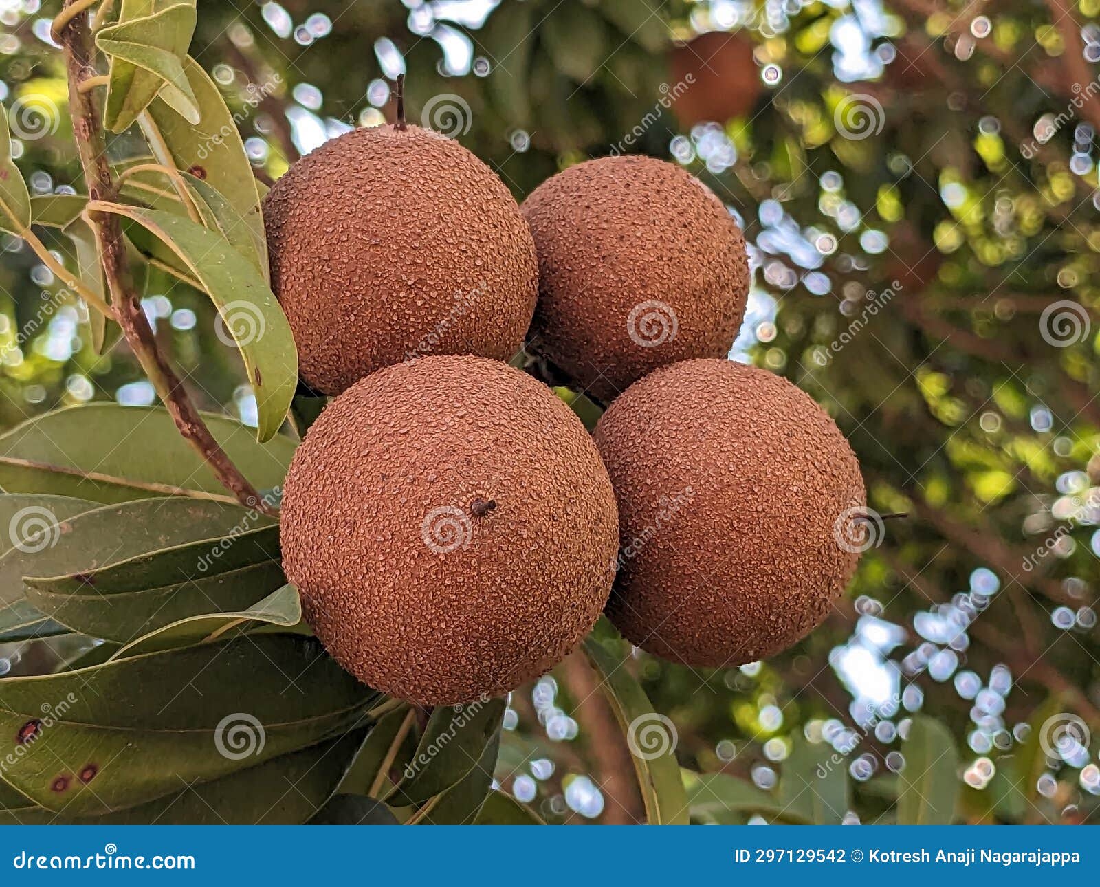 Sapodilla fruit on tree stock photo. Image of delicious - 297129542