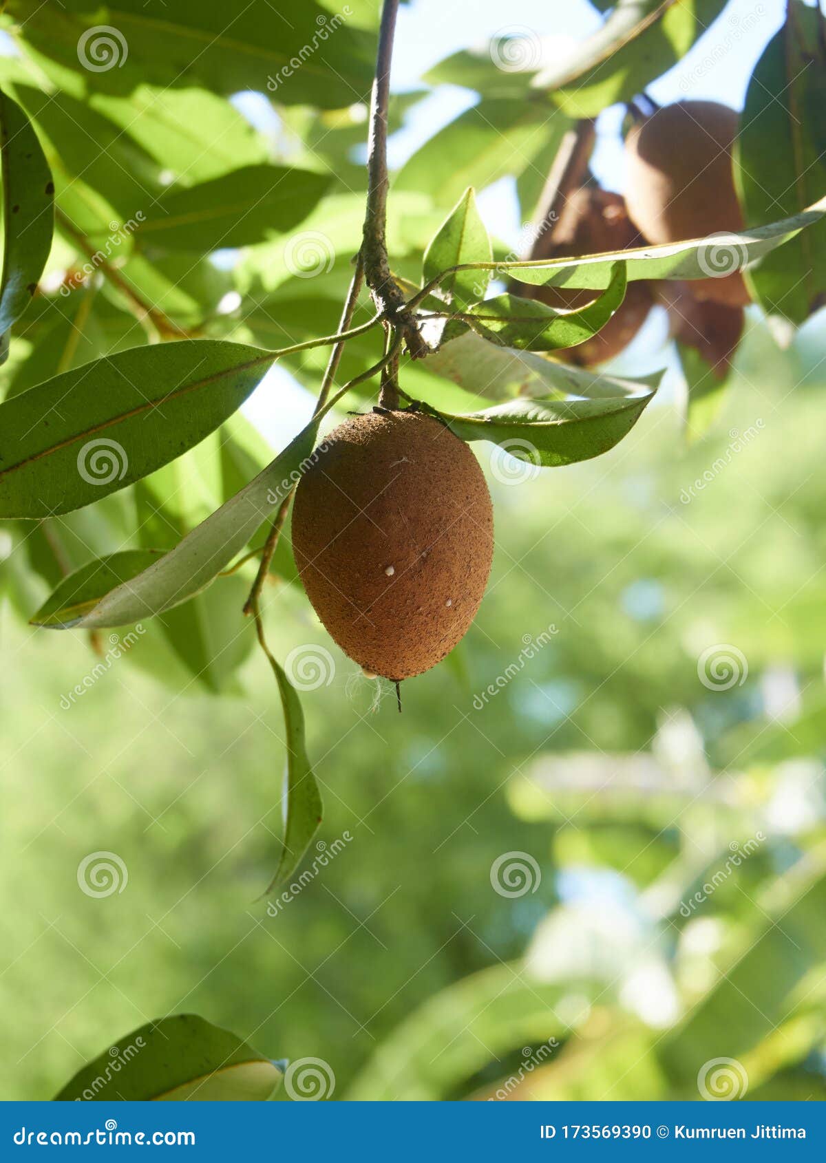 Sapodilla Fruit on Trees in Orchard Stock Photo - Image of nature ...