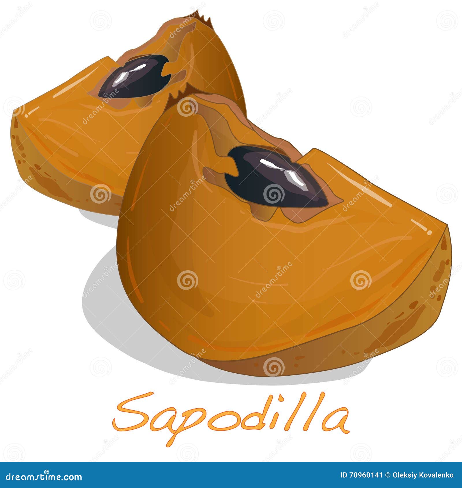 Sapodilla Fruit Vector | CartoonDealer.com #70958183