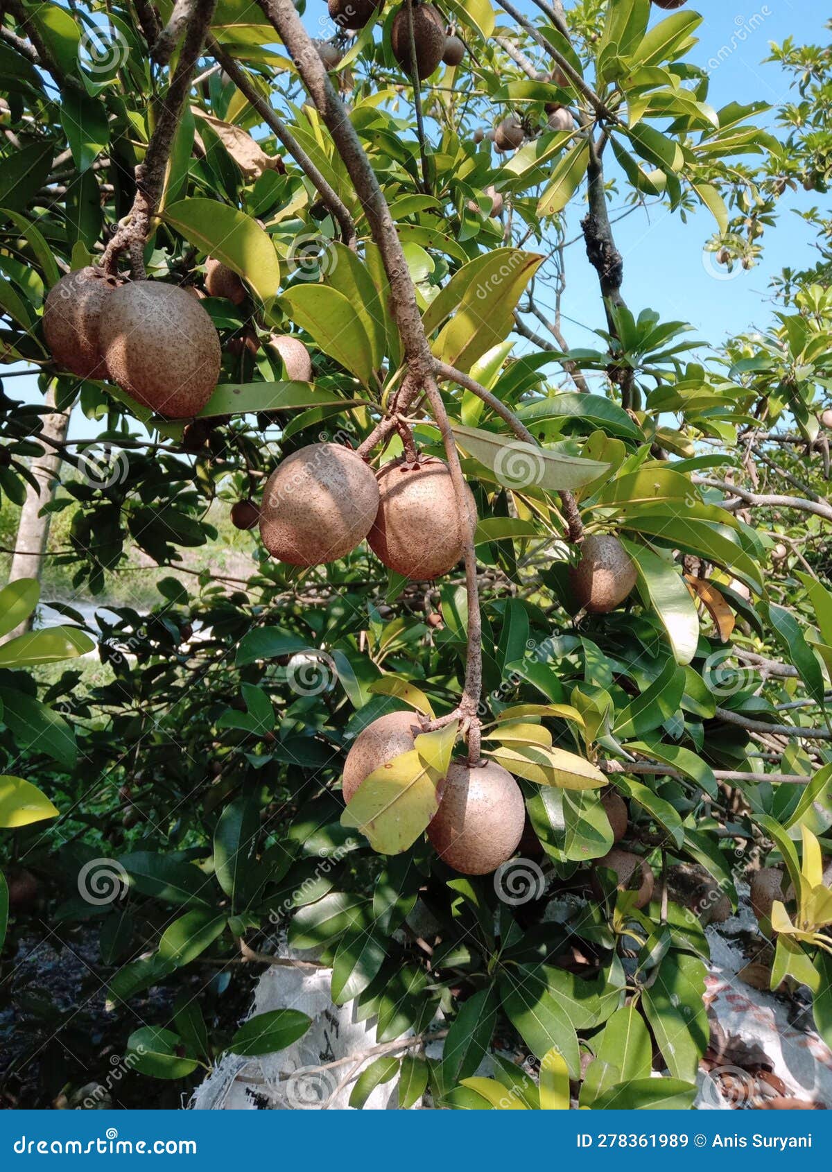 Sapodilla Fruits On Tree Stock Photography | CartoonDealer.com #56830718