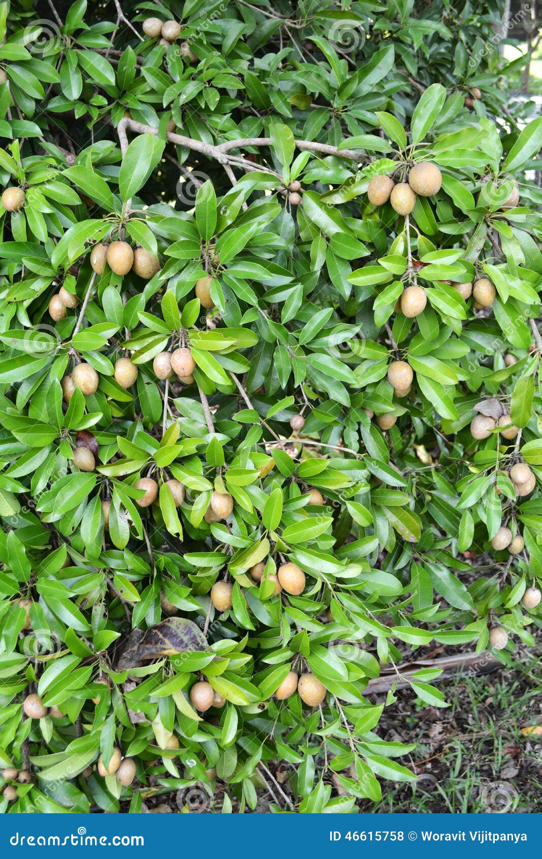 Sapodilla Fruits stock photo. Image of freshness, asian - 46615758