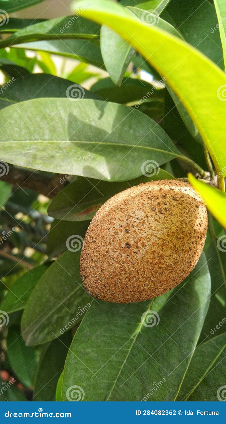 Sapodilla Manila Fruit on the Tree Stock Photo - Image of crop, fruit ...