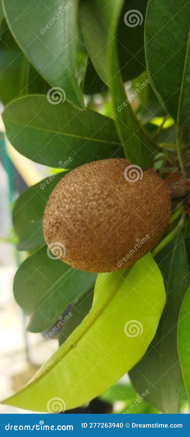 Sapodilla Manila is a Long-lived Fruit Tree Stock Photo - Image of ...