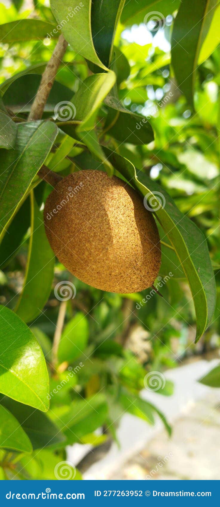 Sapodilla Manila is a Long-lived Fruit Tree Stock Photo - Image of leaf ...