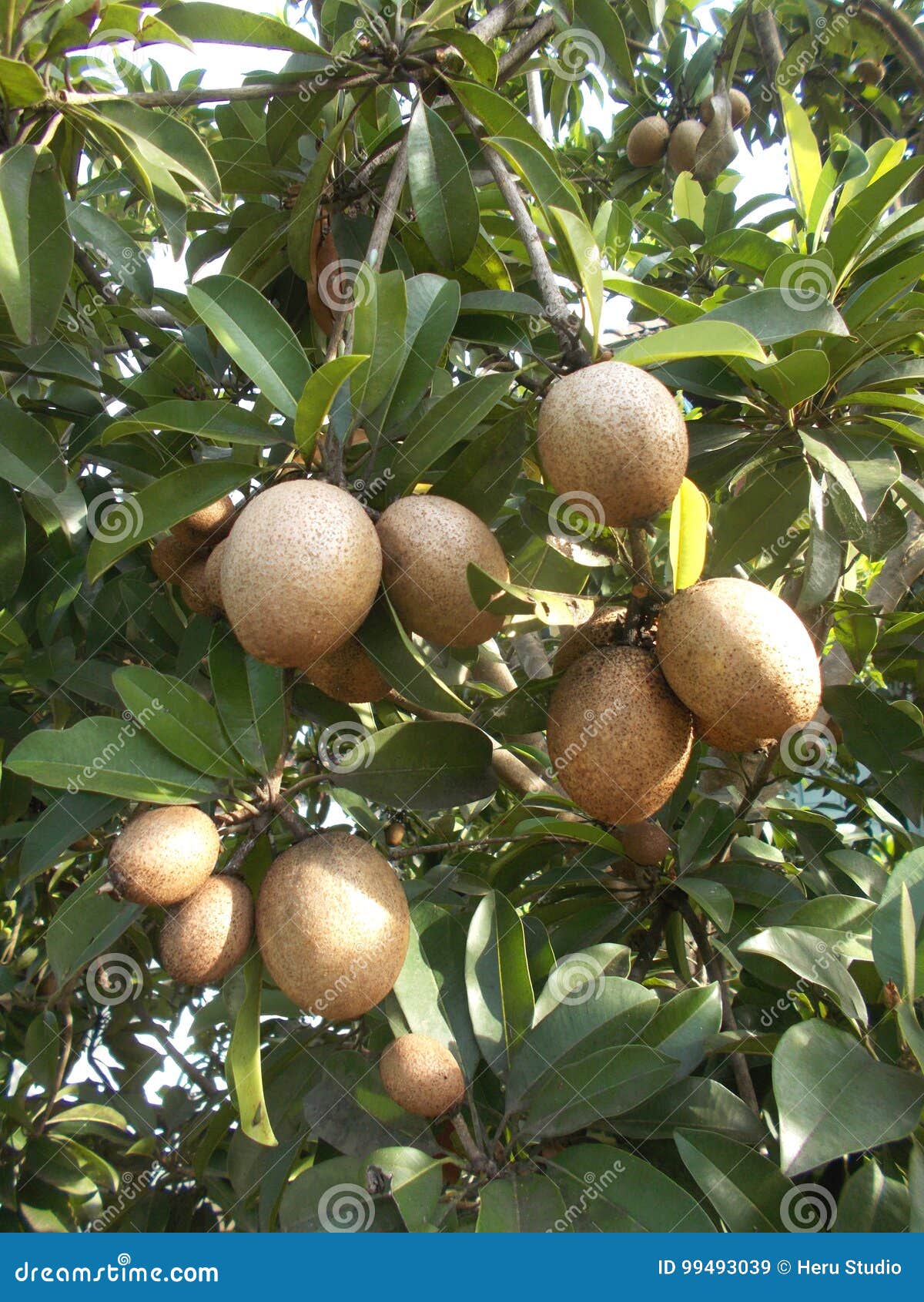 Sapodilla Manilkara Zapota 2 Stock Image - Image of backyard, leaf ... Sapodilla Manilkara Zapota 2 Stock Image - Image of backyard, leaf ...
