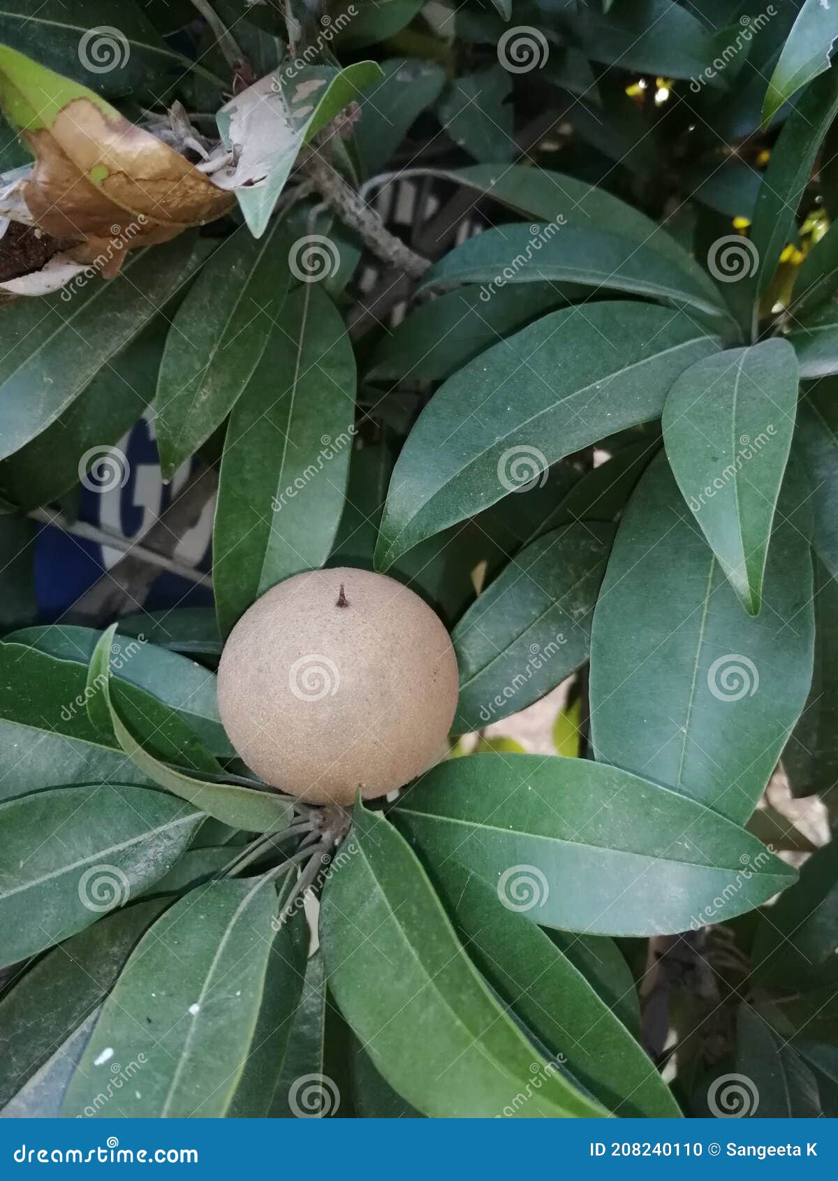 Sapota Fruit Royalty-Free Stock Photo | CartoonDealer.com #9663117