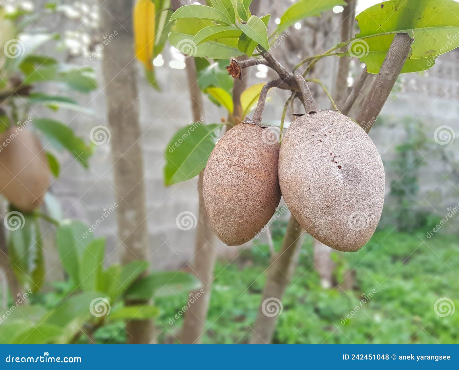 Sapodilla on the stem stock photo. Image of flower, blossom - 242451048