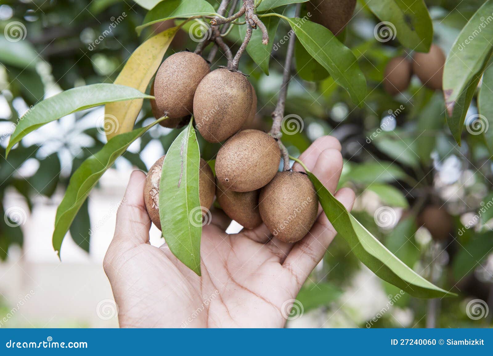Sapodilla on tree stock photo. Image of manilkara, growth - 27240060