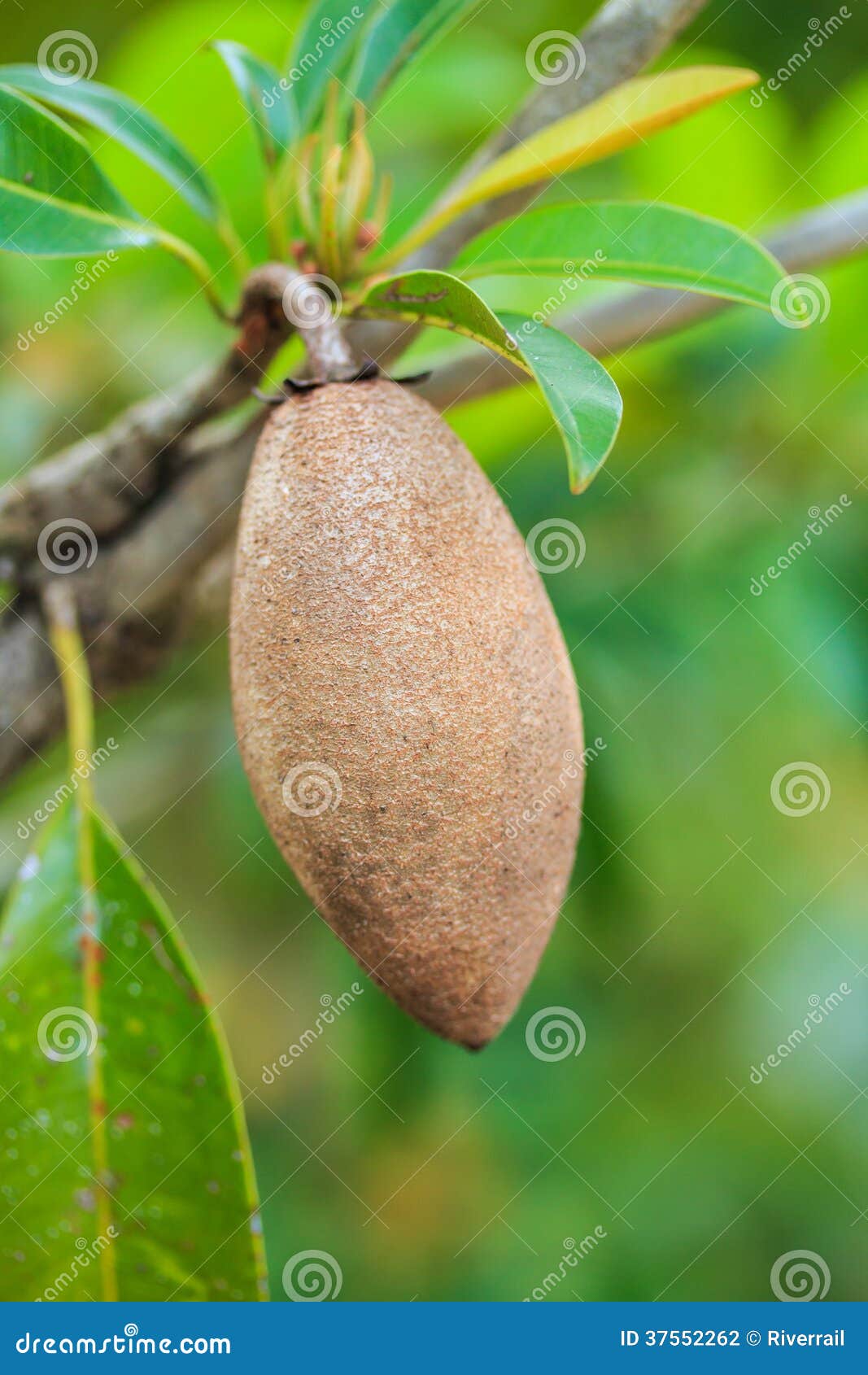 Sapodilla on the tree stock photo. Image of food, brown - 37552262