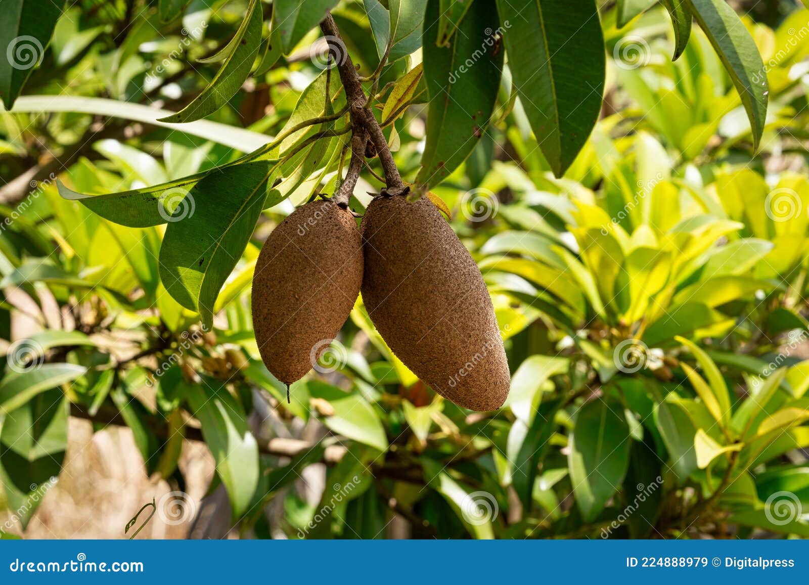 686 Sapodilla Tree Photos - Free & Royalty-Free Stock Photos from ...