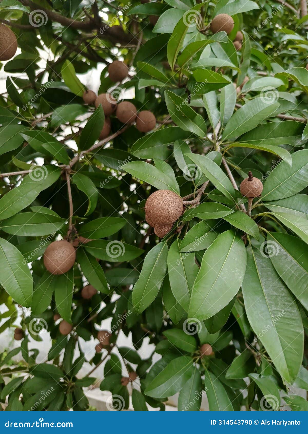 Sapodilla Tree Fruit is Still Small Stock Photo - Image of fruit ...