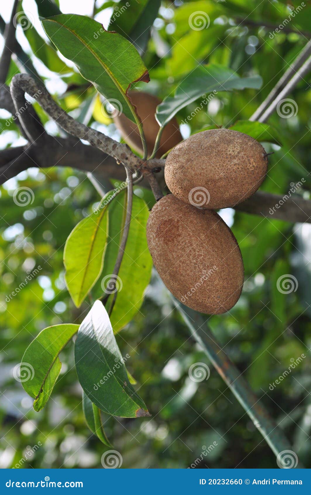 Sapodilla Tree in the Garden Stock Photo - Image of leaf, plants: 20232660