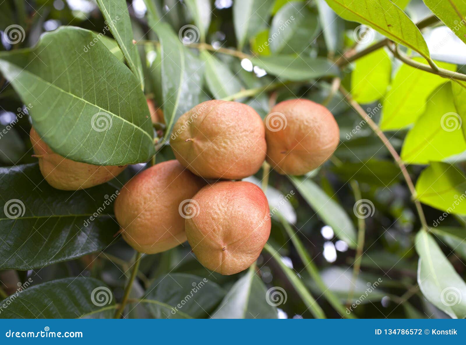 Sapodilla Tree Manilkara Zapota, Small Depth of Sharp Stock Photo ...