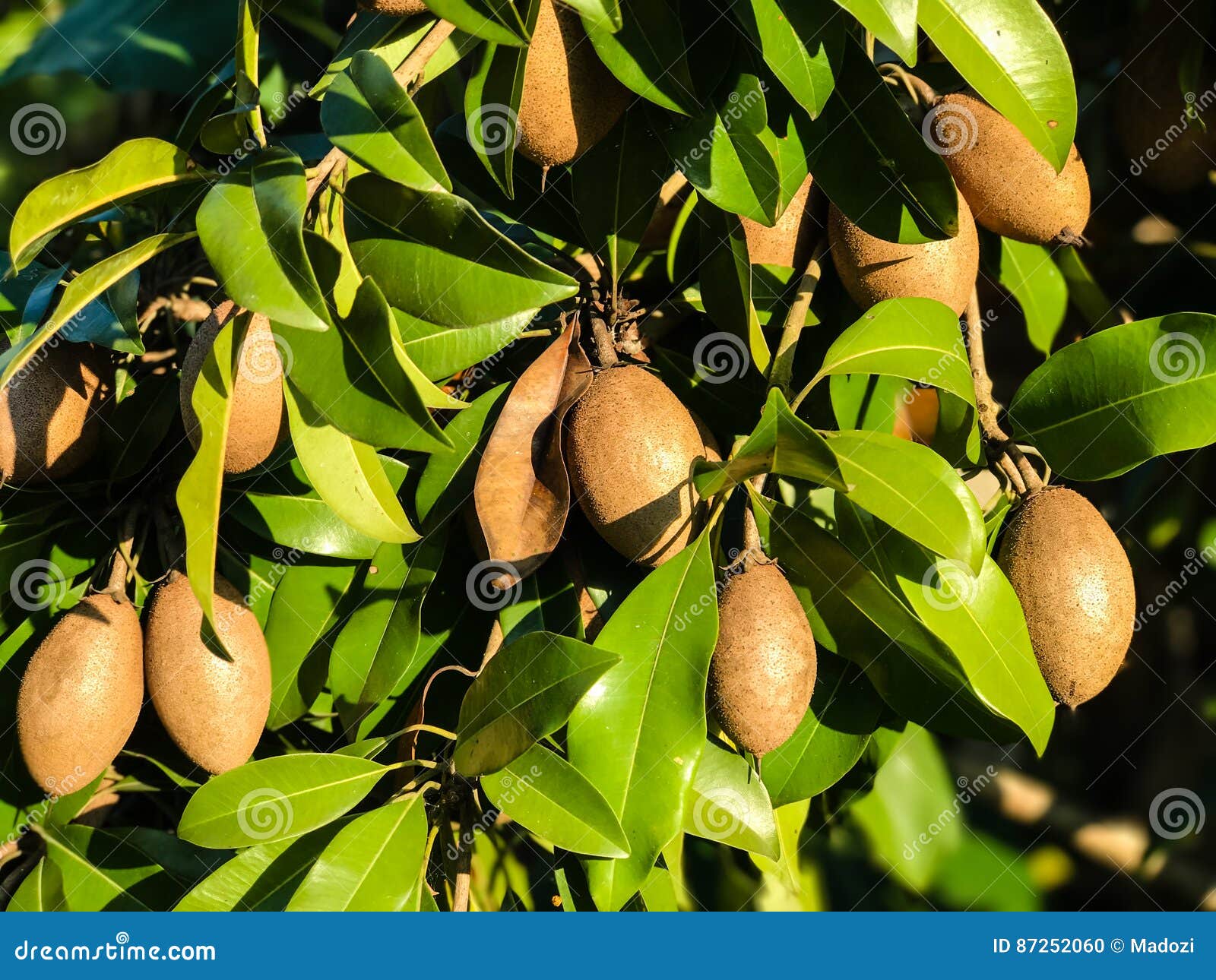 Sapodilla on tree stock photo. Image of plant, sweet - 87252060