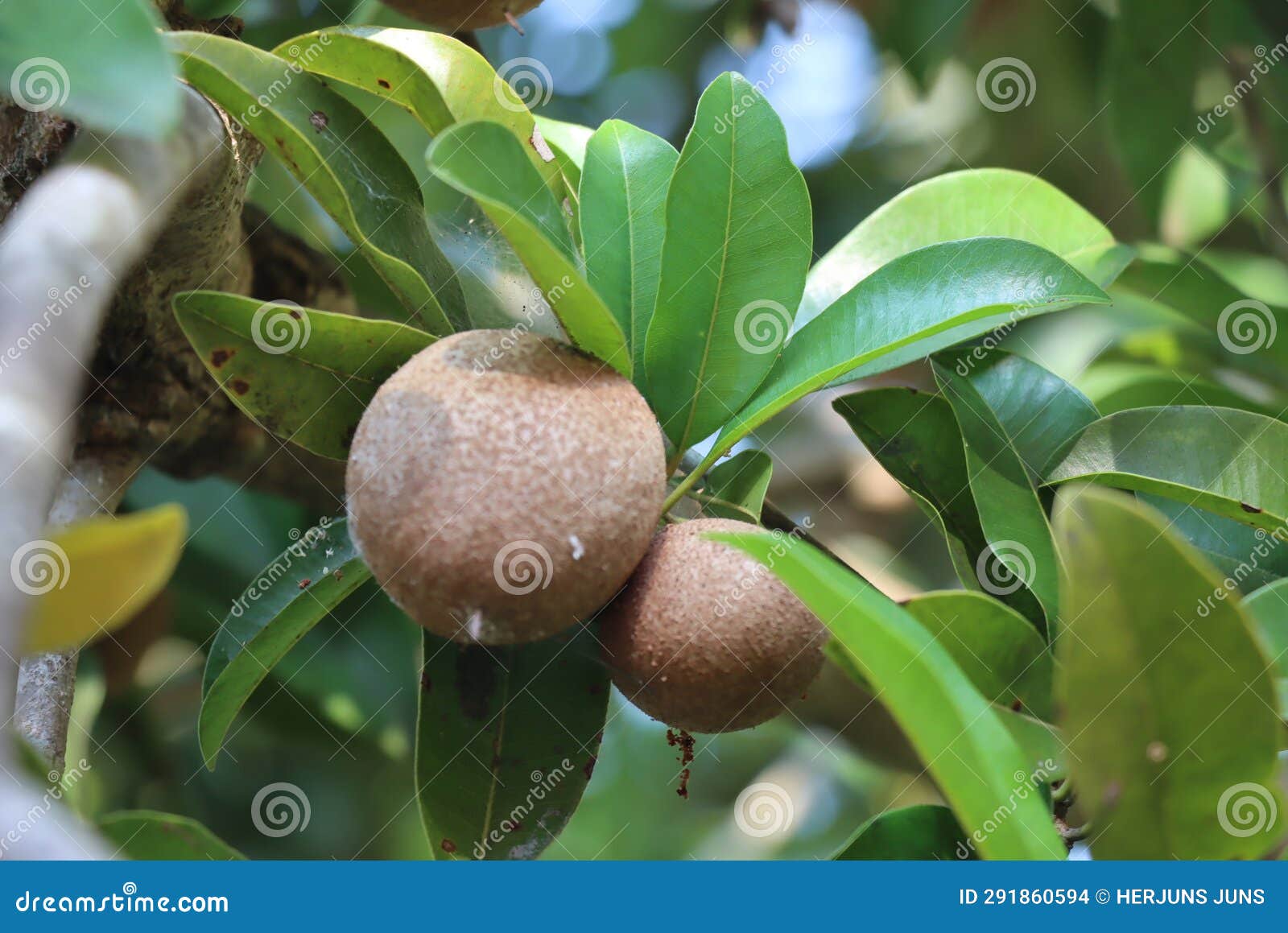 Sapodilla , Tree, Plant, Yellow, Garden Stock Photo - Image of fruit ...