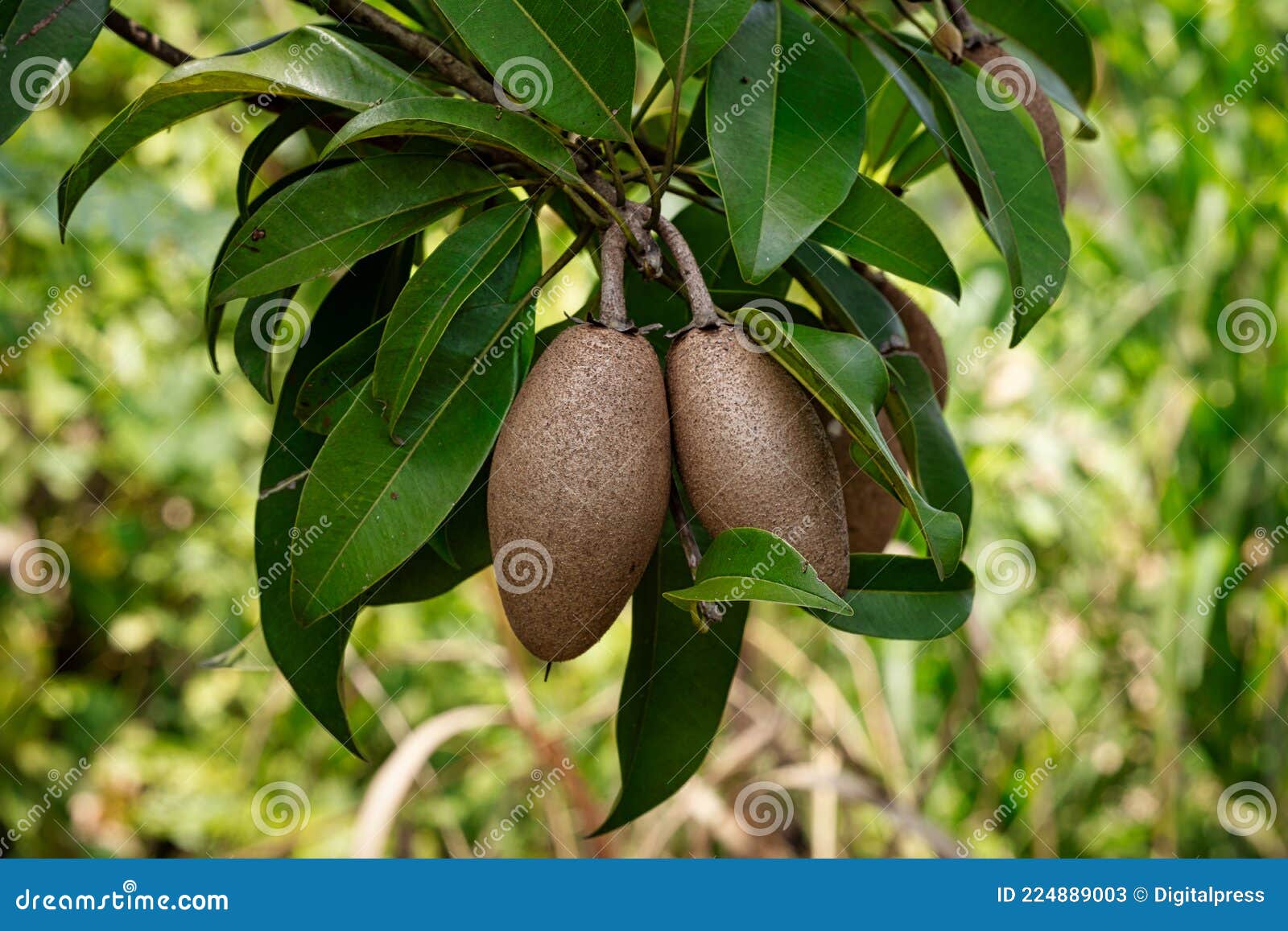 Sapodilla Tree stock image. Image of climate, sapodilla - 224889003