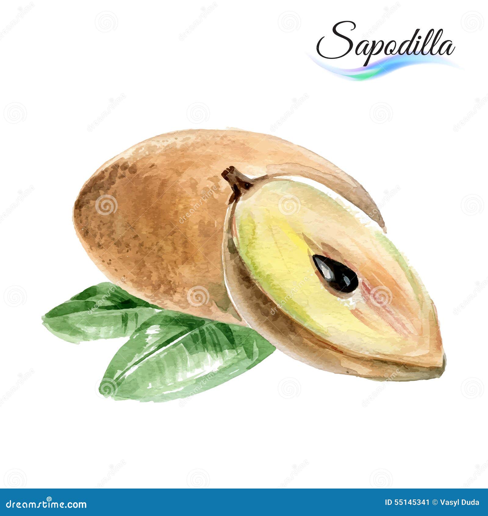 Sapodilla stock vector. Illustration of element, design - 55145341