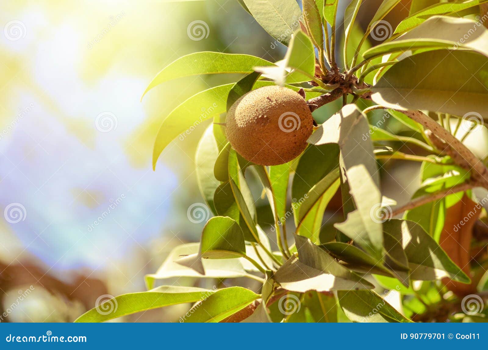 Sapodillas Chikoo Tree Closeup Stock Image - Image of healthy, look ...