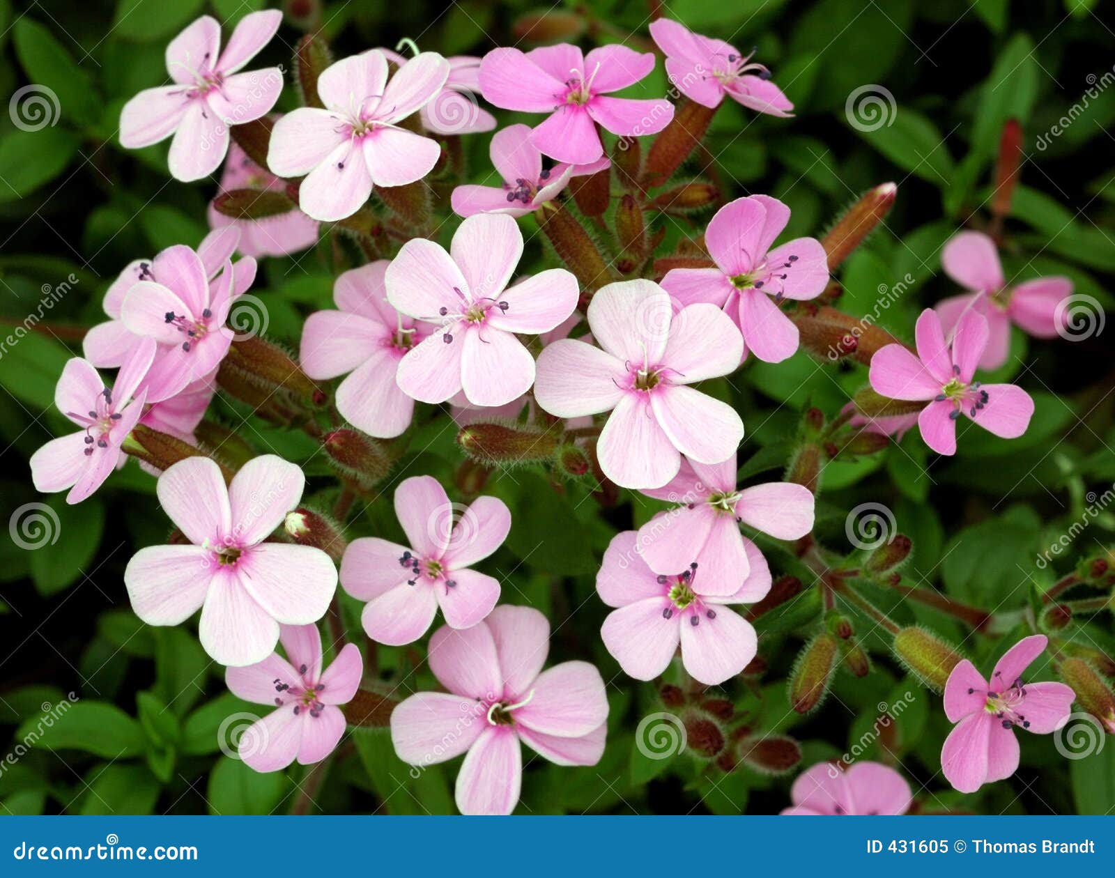 Saponaria Ocymoides in Bloom Stock Image - Image of flora, foliage: 431605