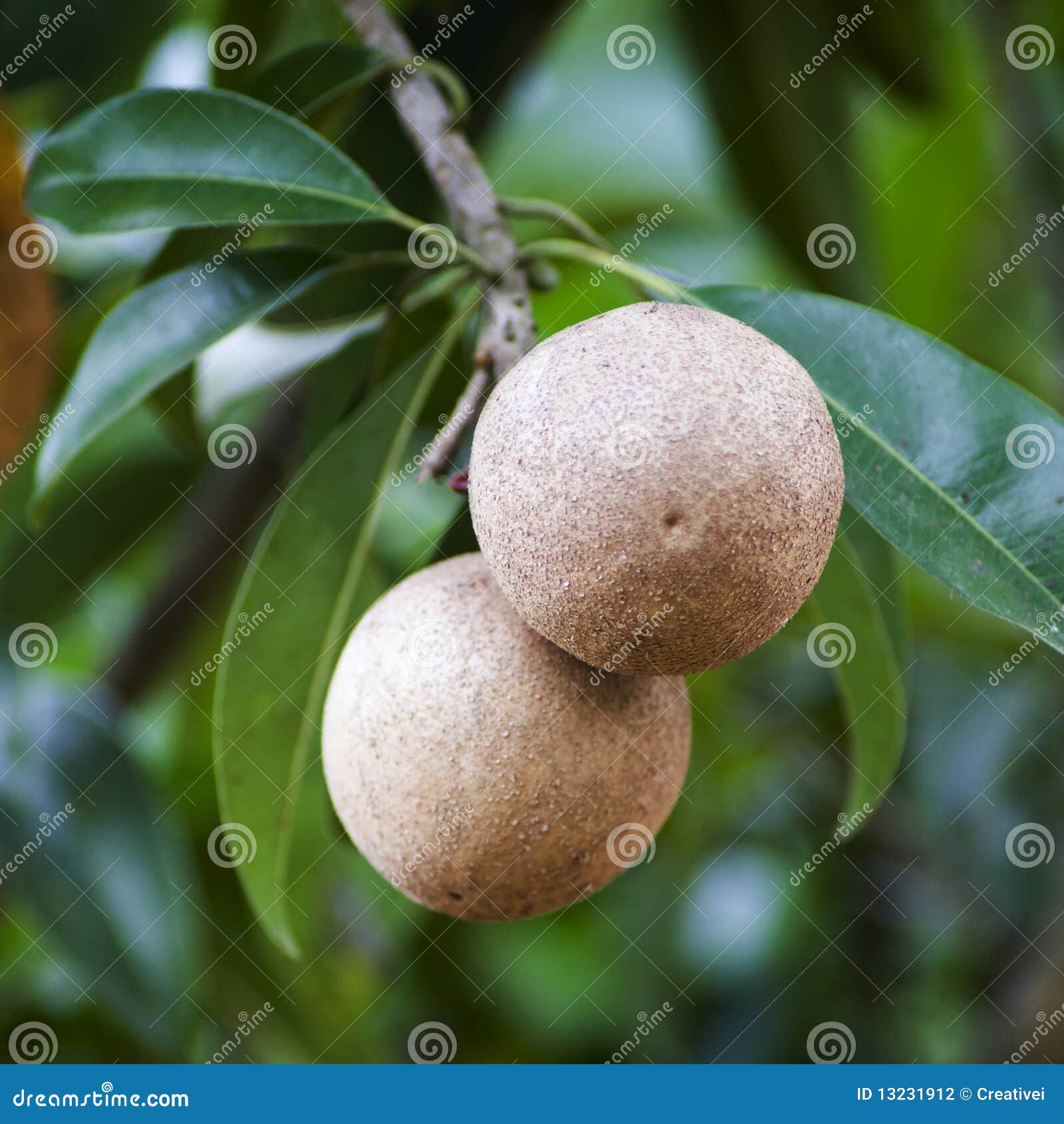 Sapota Fruit Achras Sapodilla Stock Photo - Image of flahza, exotic ...