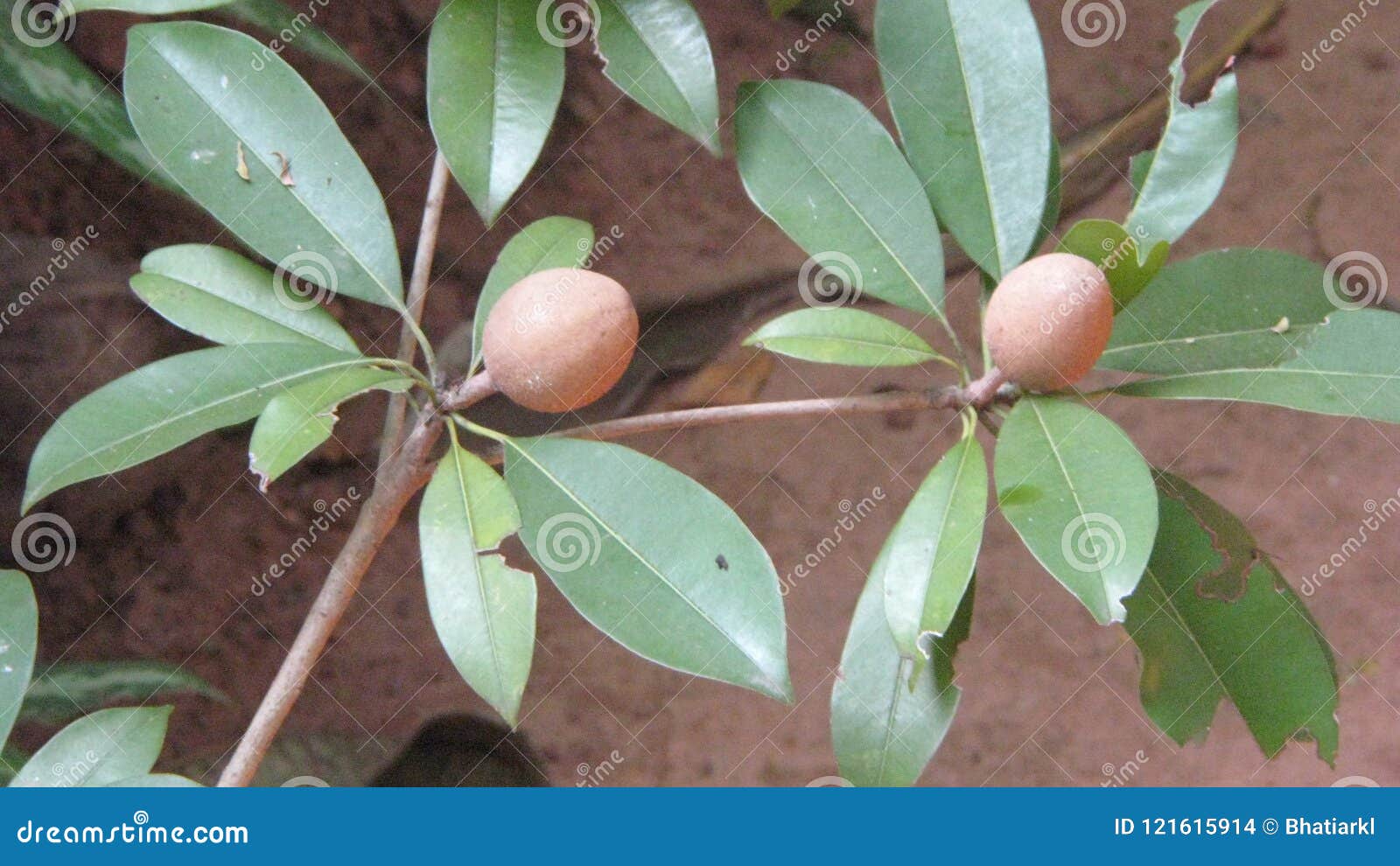 Sapota fruit on branches stock photo. Image of fruit - 121615914