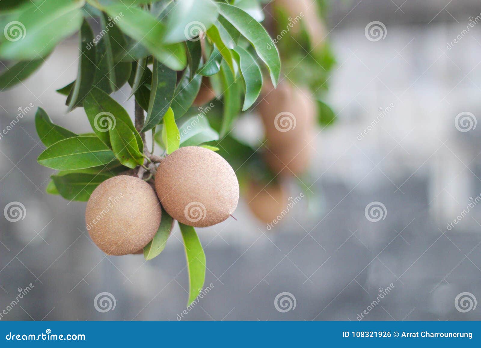 Sapota fruit on tree stock photo. Image of unripe, fruit - 108321926