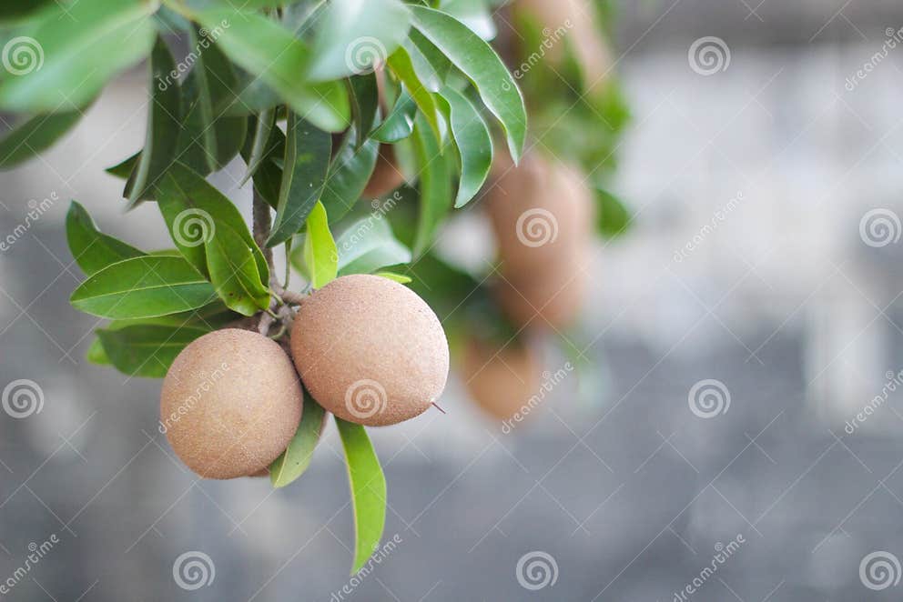 Sapota fruit on tree stock photo. Image of unripe, fruit - 108321926