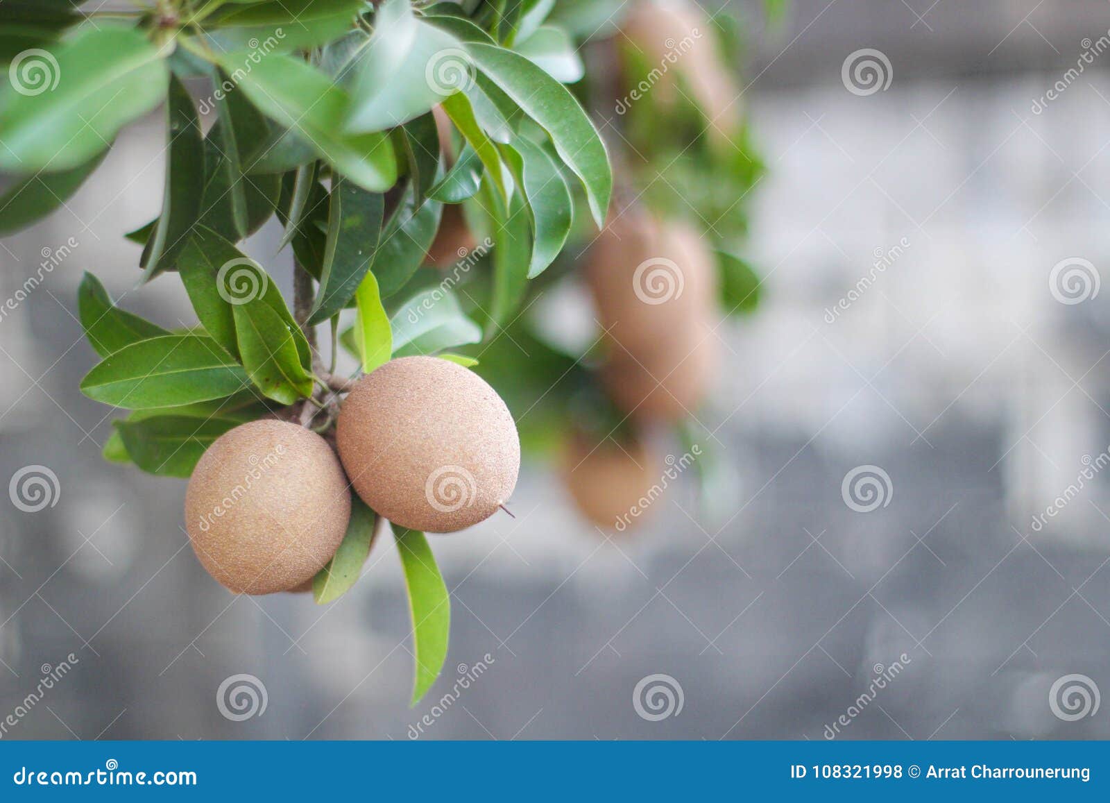 Sapota Fruit Royalty-Free Stock Photo | CartoonDealer.com #9663117